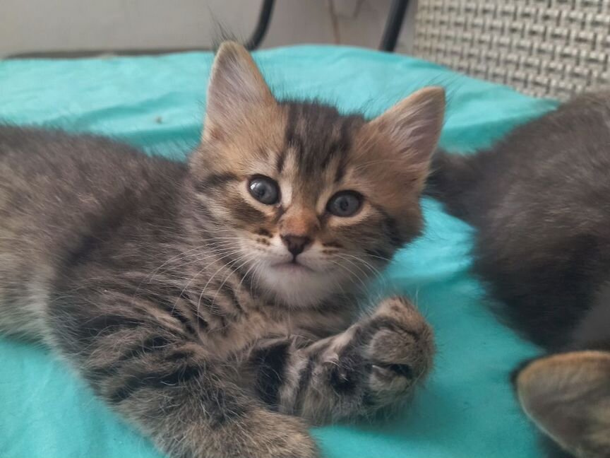 Котята в дар
