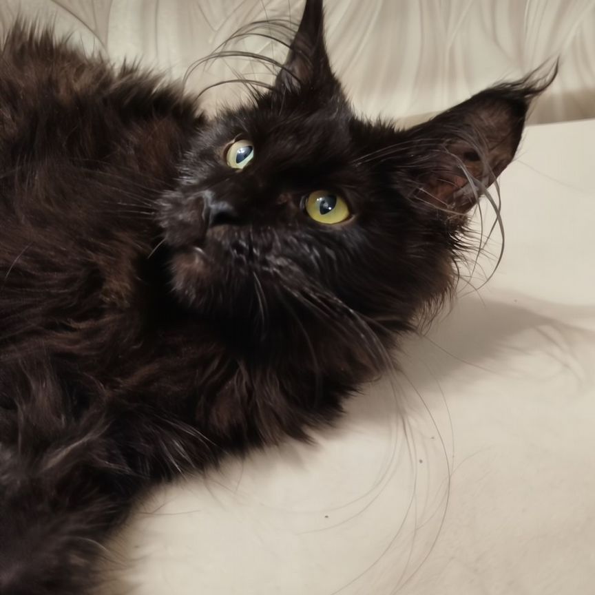 Мейн-кун котёнок