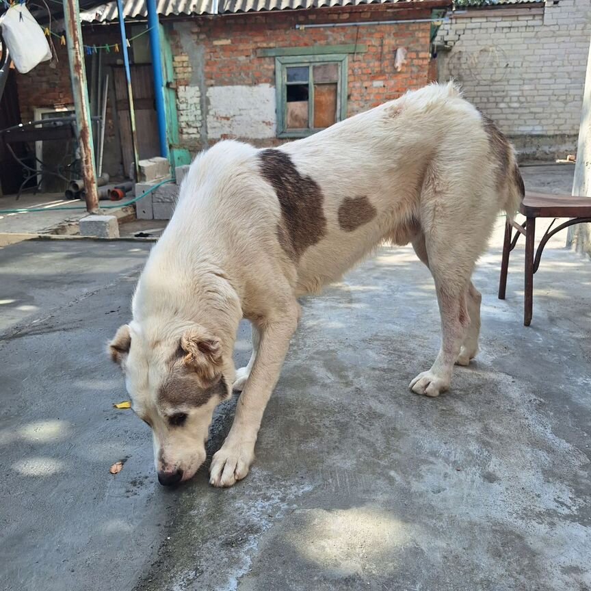 Алабай в добрые руки