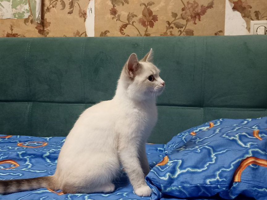 Кошки в добрые руки бесплатно