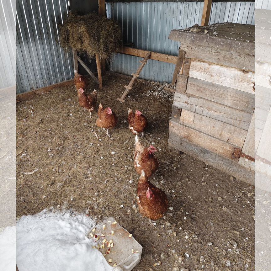 Куры несушки