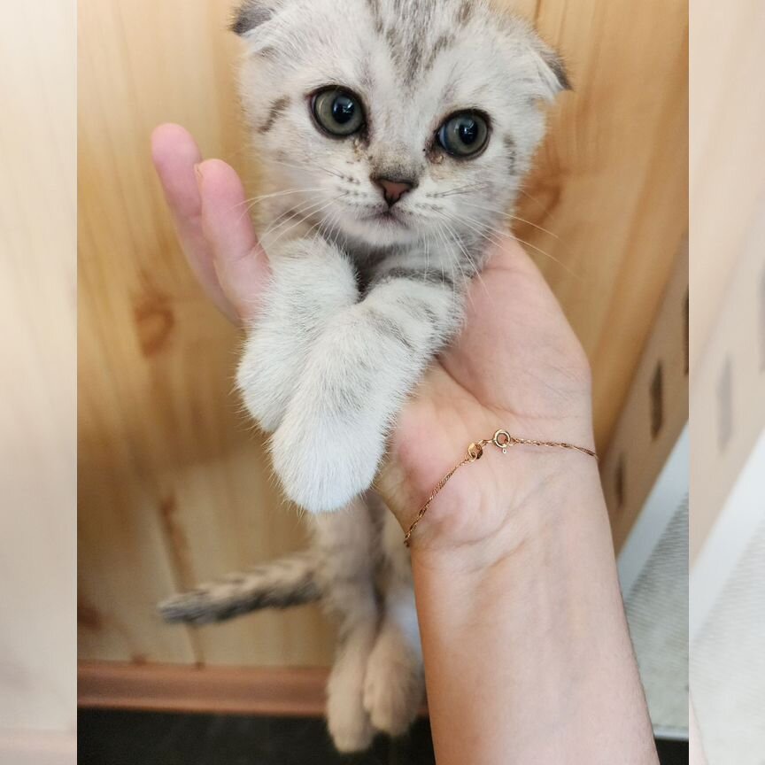 Шотландский вислоухий короткошёрстный котёнок