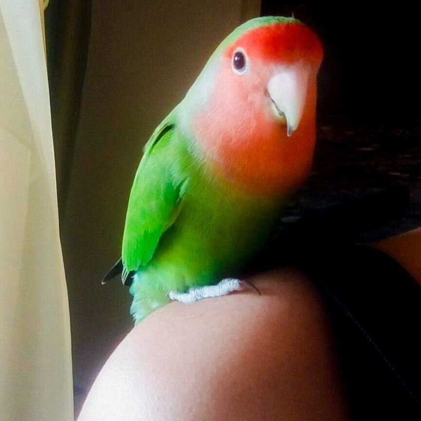 Попугай с клеткой