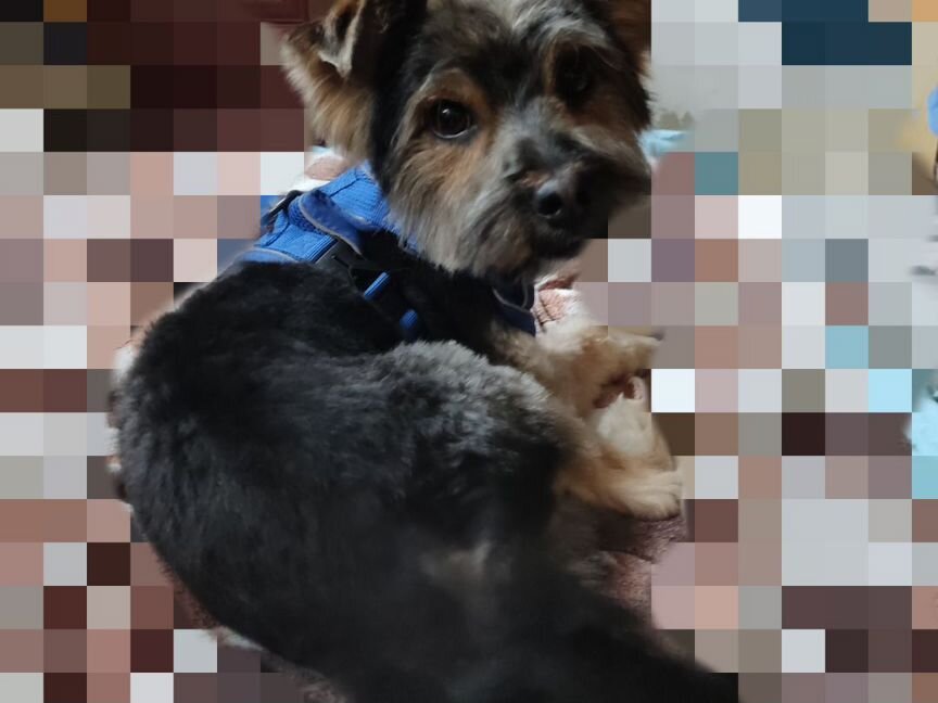 Собака в добрые руки отдам бесплатно