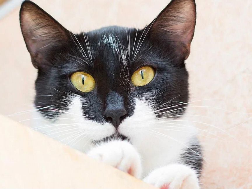 Кошки из приюта в дар