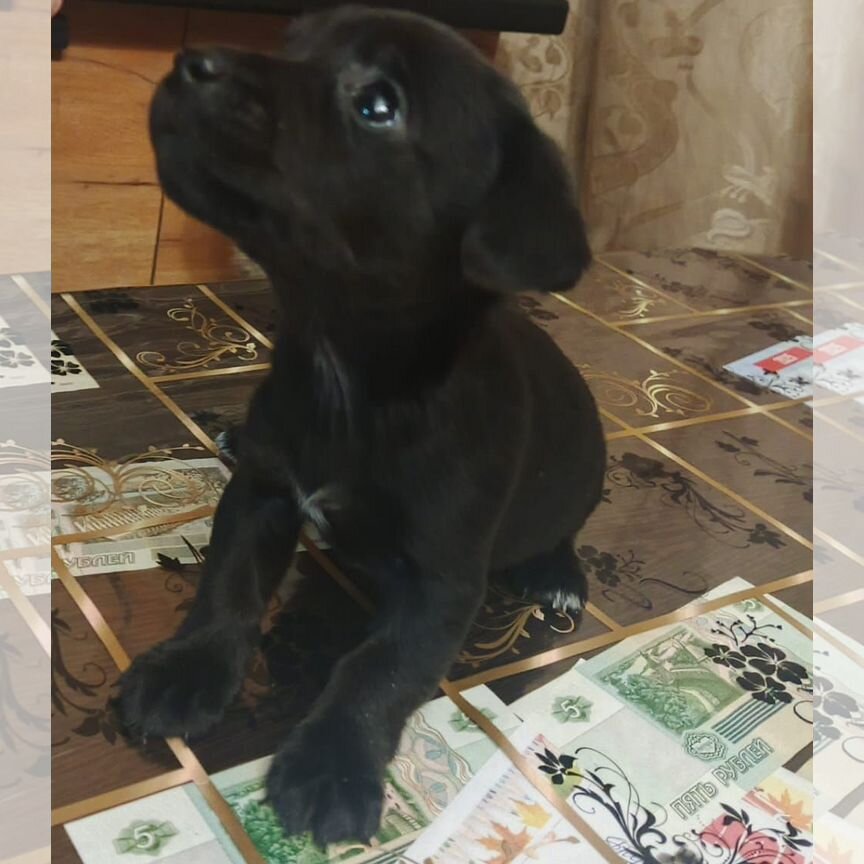 Щенок в добрые руки