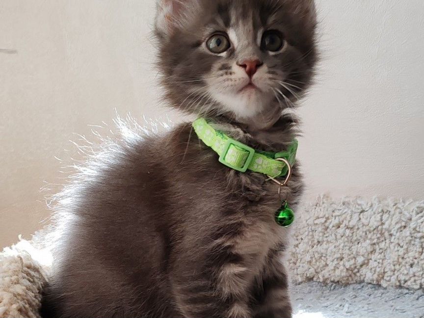 Котята Мейнкун Питомник
