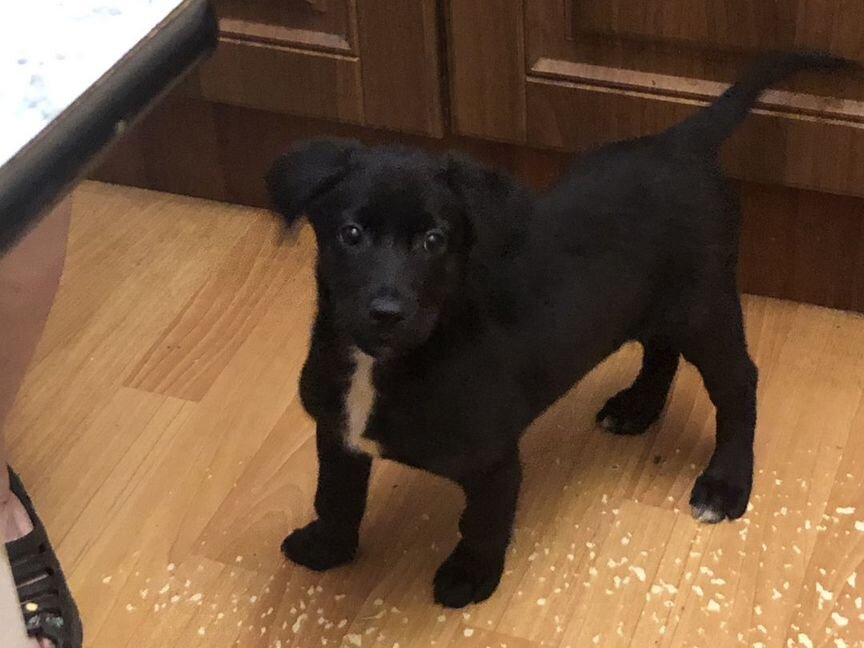 Отдам собаку в добрые руки