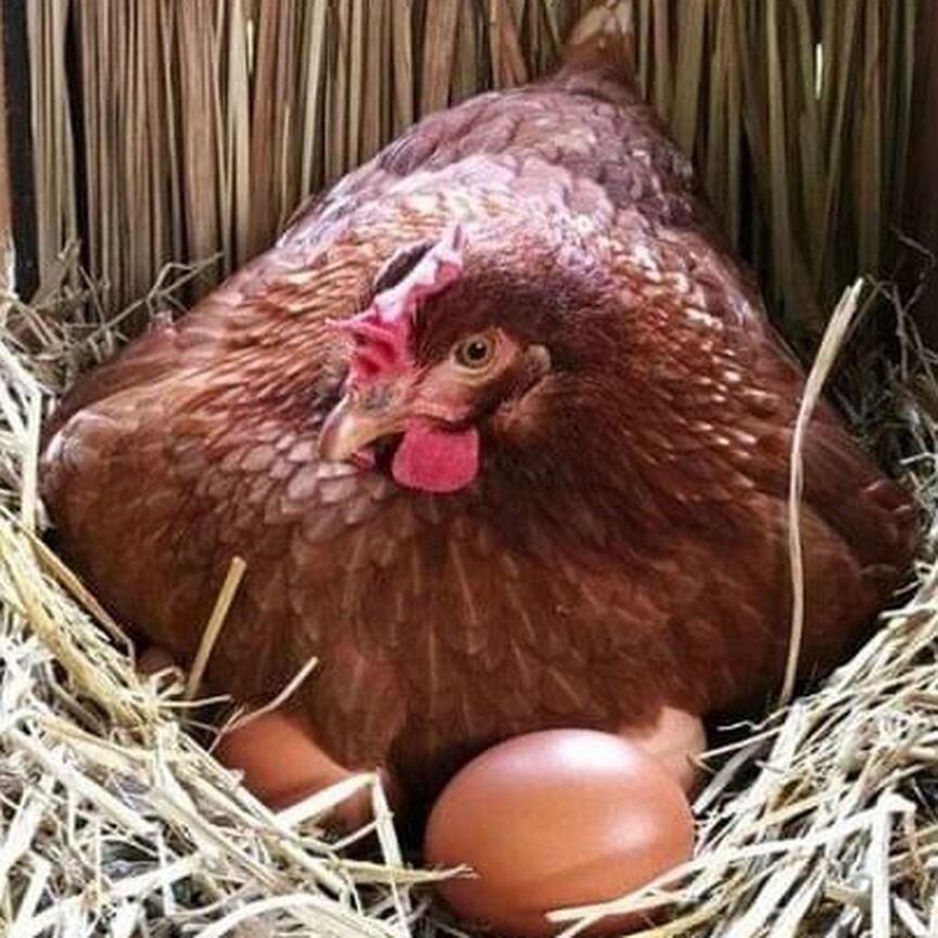 Куры несушки с доставкой