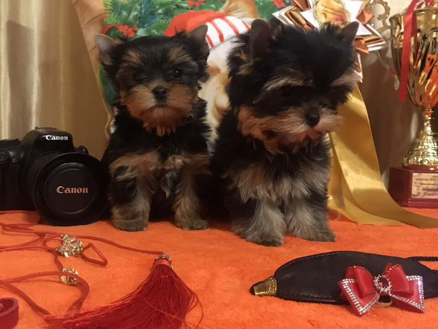 Йоркширский терьер мини беби фейс щенки