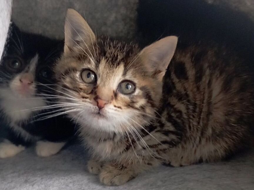 Котенок 1,5 месяца