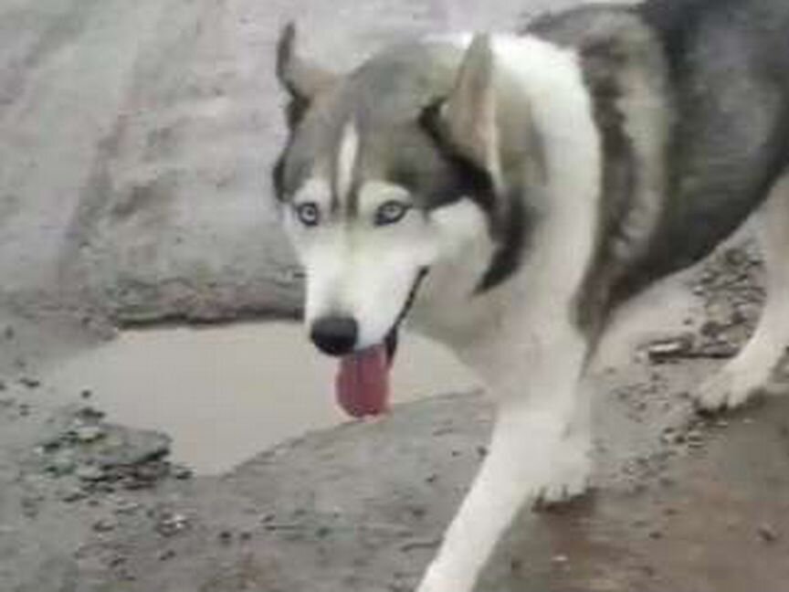 Чья собака хаски