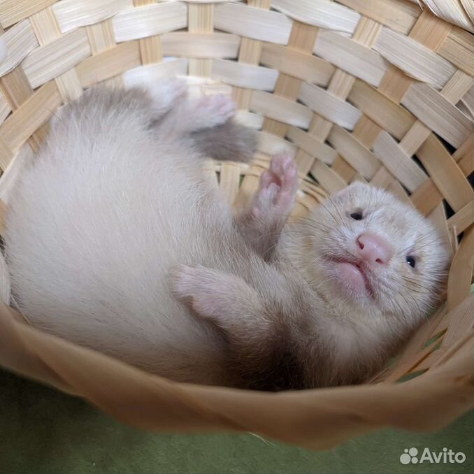 Хорек - экзот