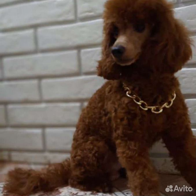 Той-пудель ред Браун вязка