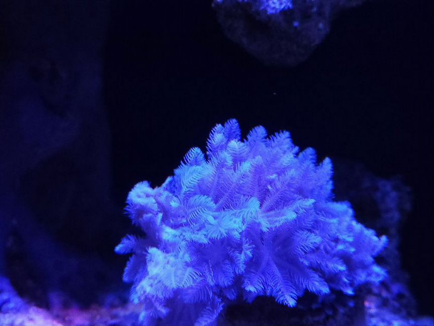 Коралл Ксения пульсирующая