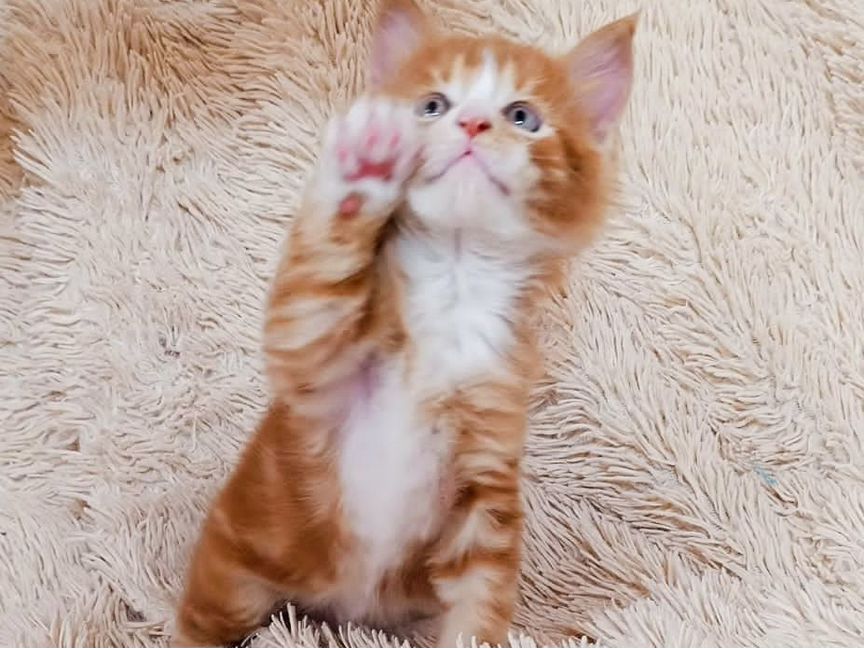 Котята мейн-кун