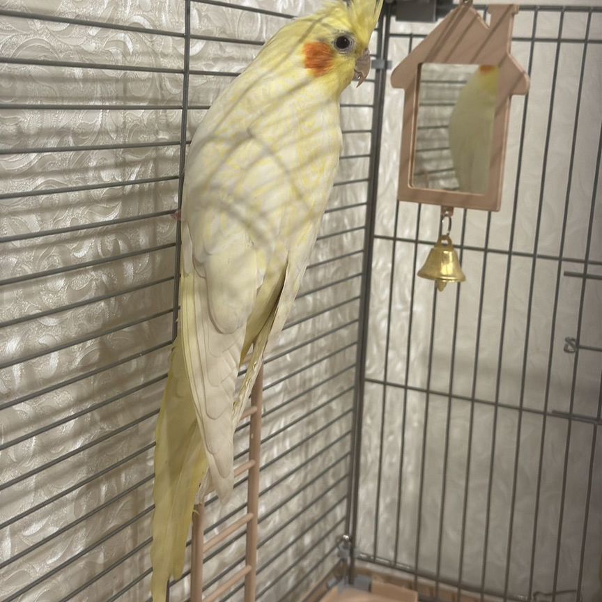 Попугай корелла