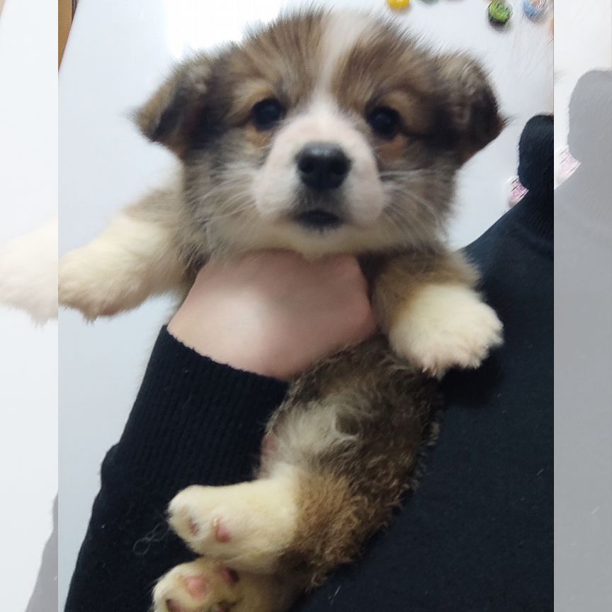 Вельш Корги Пемброк