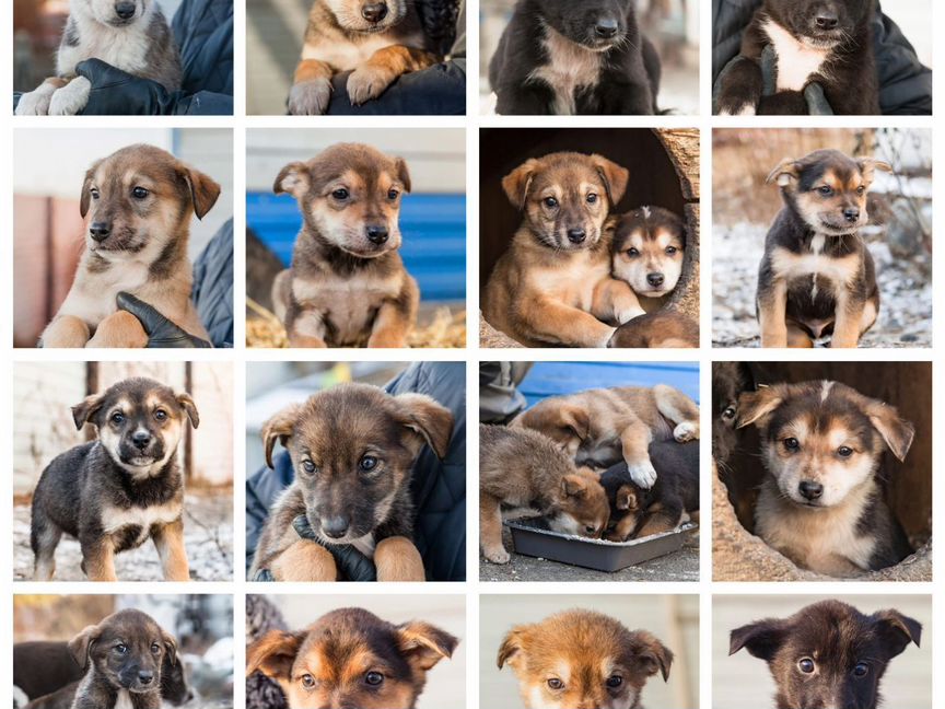 Собака в добрые руки отдам бесплатно щенки