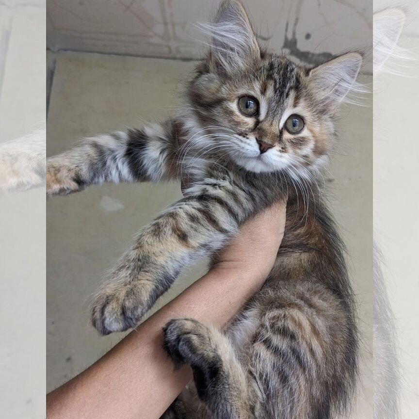 Кошечка, по возрасту льготная стерилизация