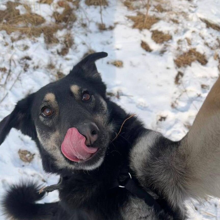 Ласковая очаровашка собака из приюта в добрые руки