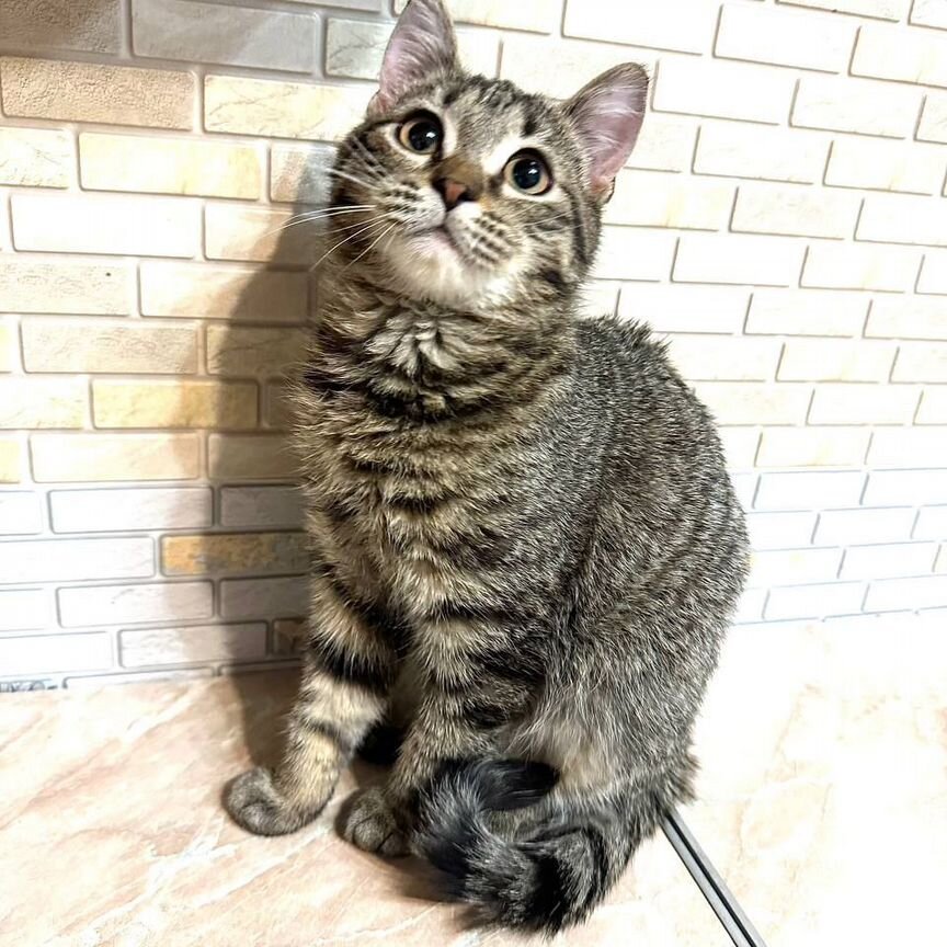 Котёнок 4 мес