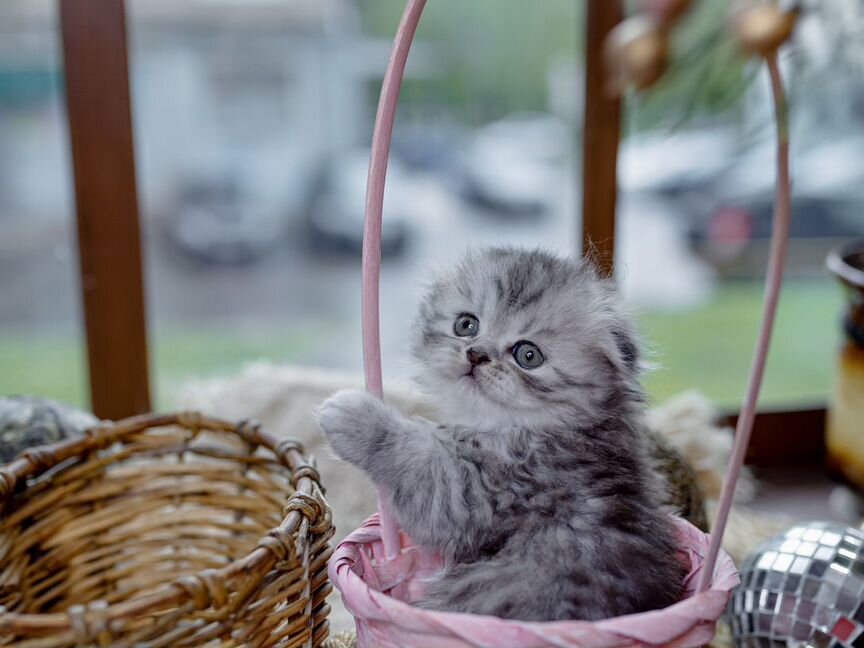 Котята шотландские вислоухие