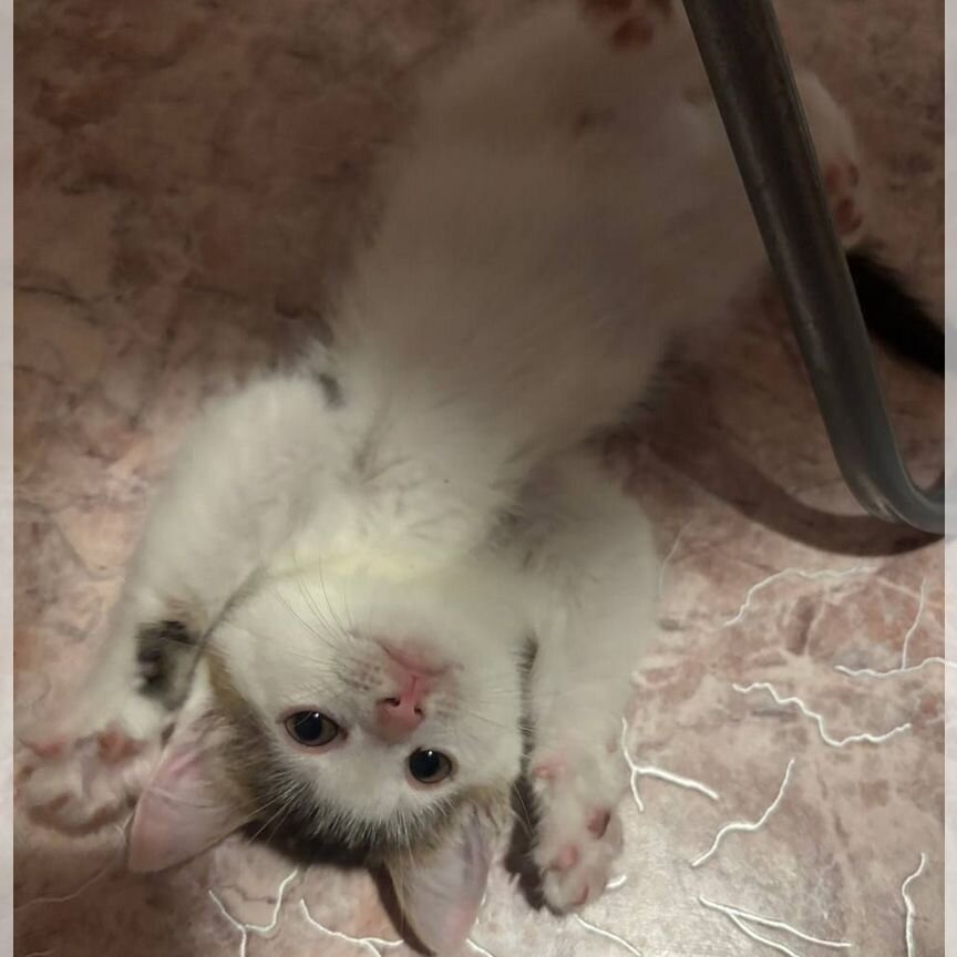 Котёнок в добрые руки