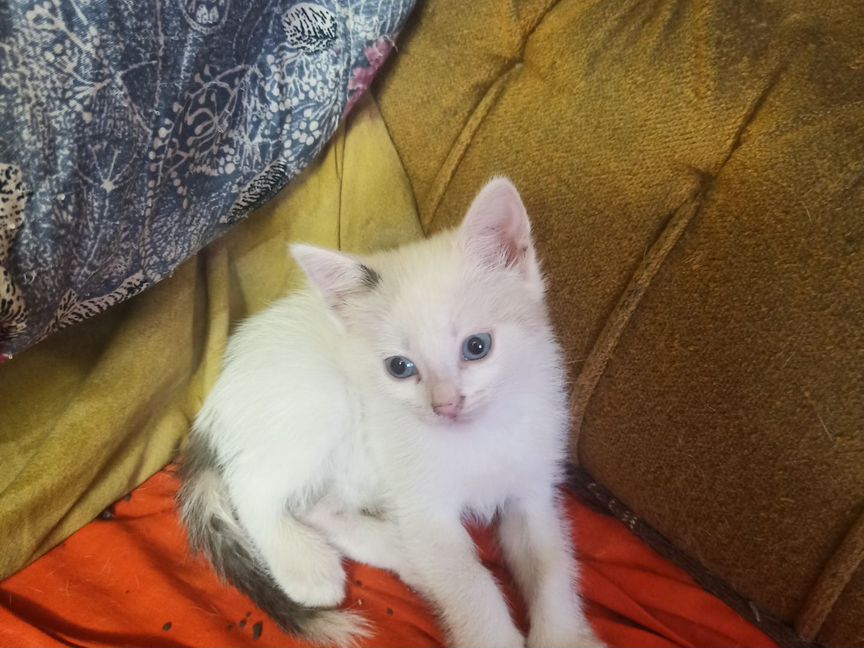 Кошки в добрые руки бесплатно