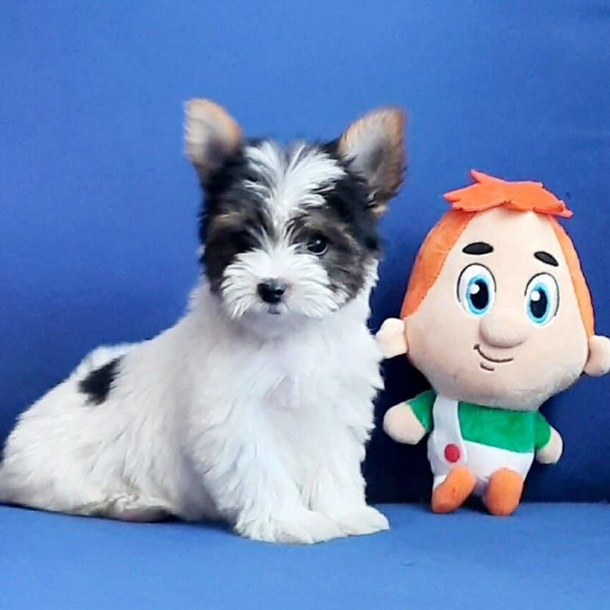 Щенки бивера