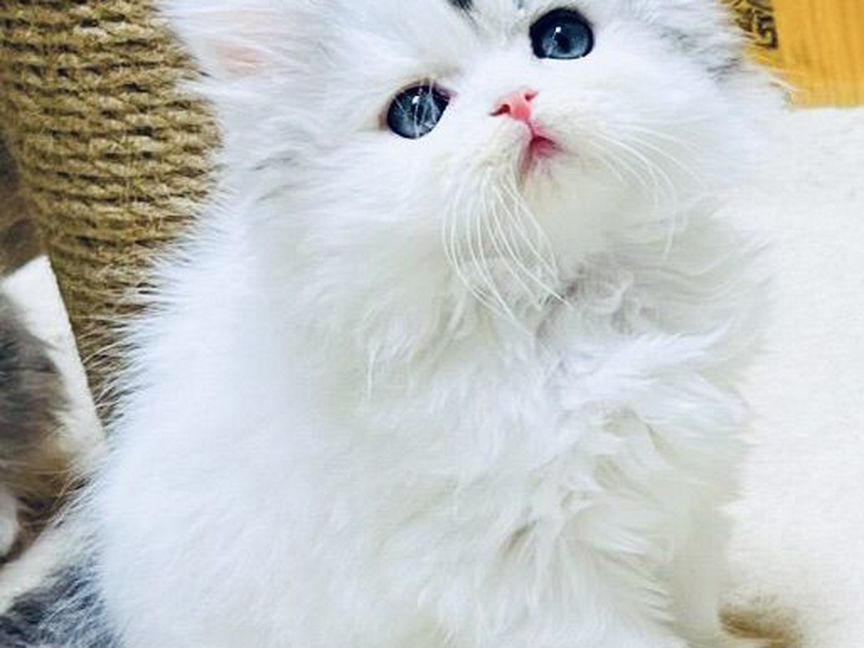 Хайленд страйт