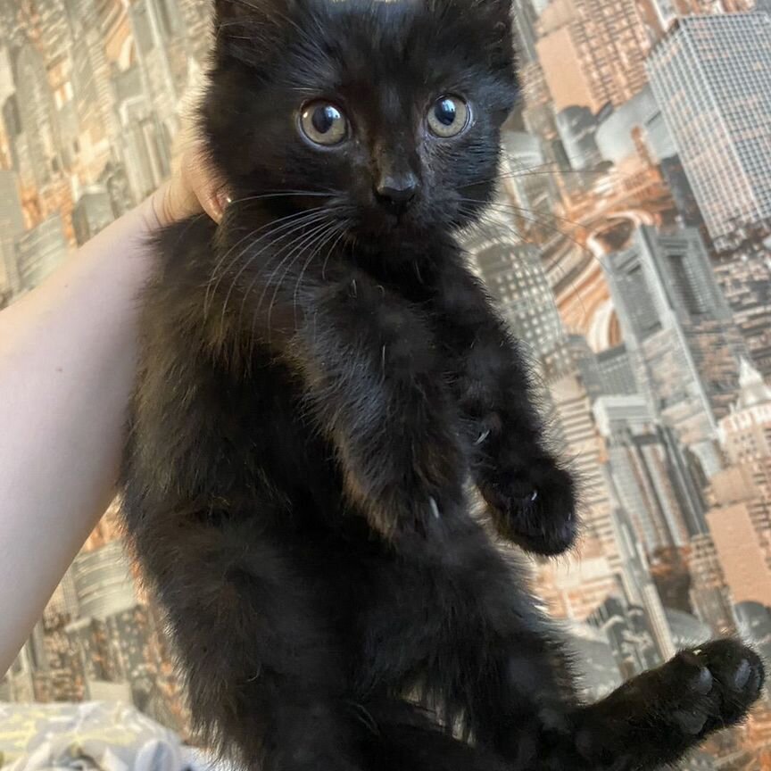 Котенок
