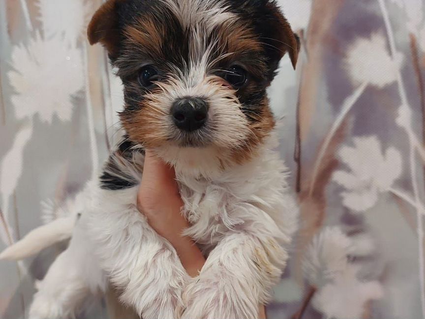 Щенки бивер йорка