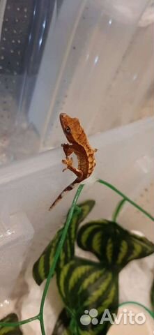 Реснитчатый бананоед, малыши