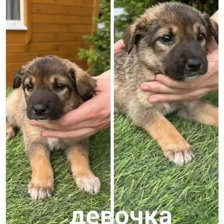 Щенок в добрые руки