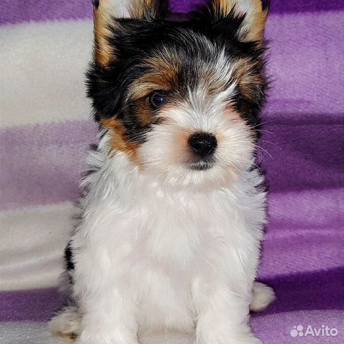 Бивер курносый мальчик