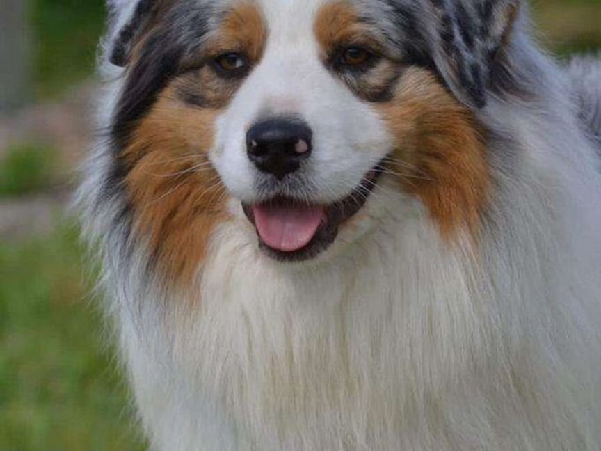 Аусси взрослые