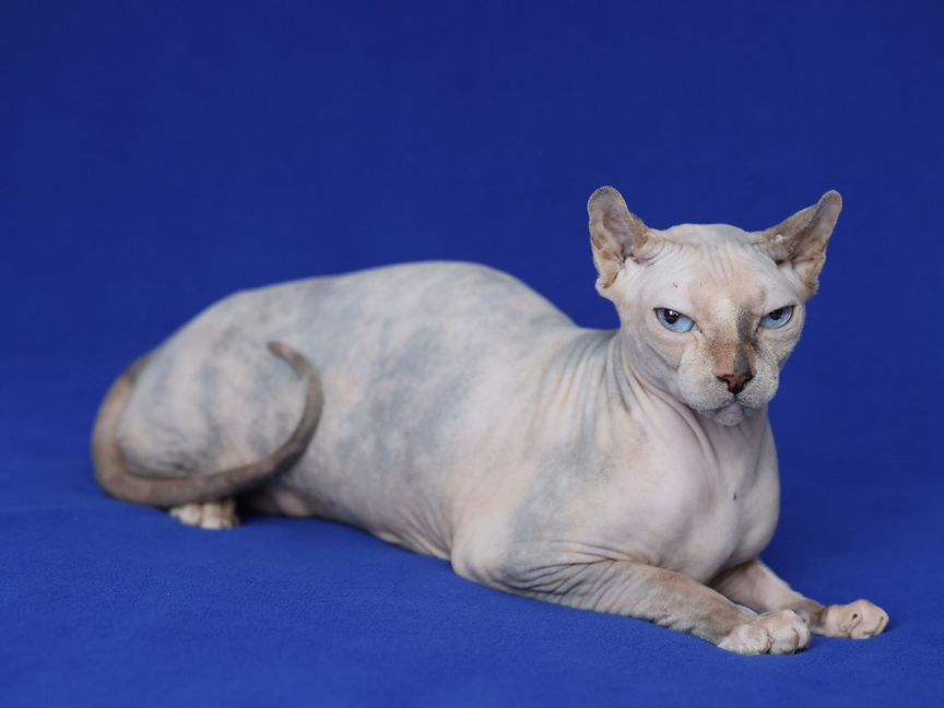 Девочка Эльф