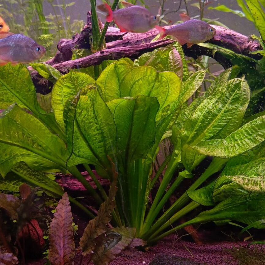 Эхинодорус Тропика