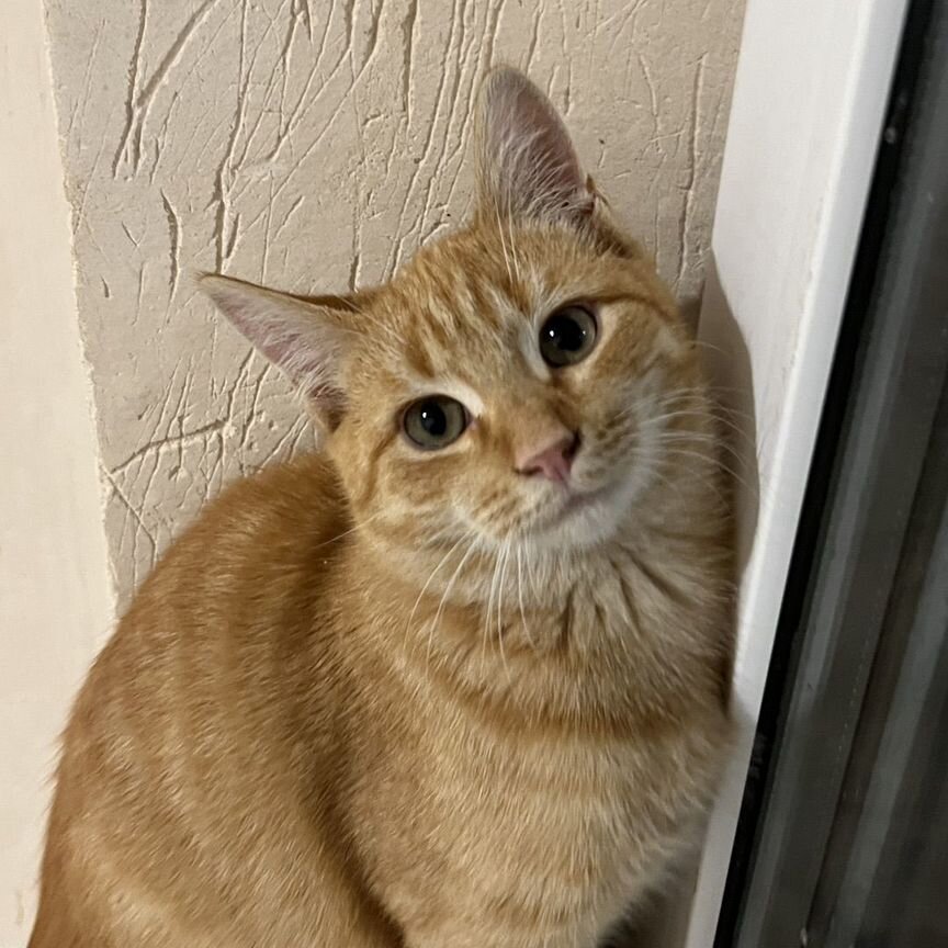 Кот рыжий 6 мес