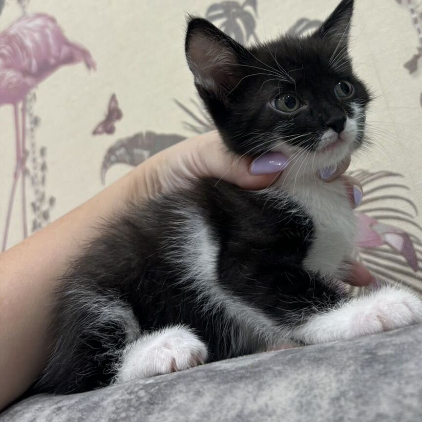 Котёнок в добрые руки