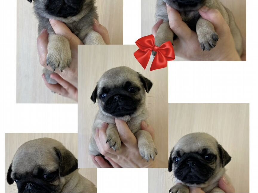 Щенки мопса