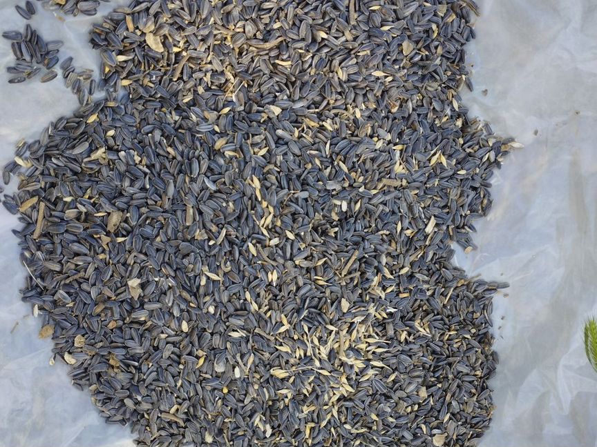 Семечки для птиц и животных