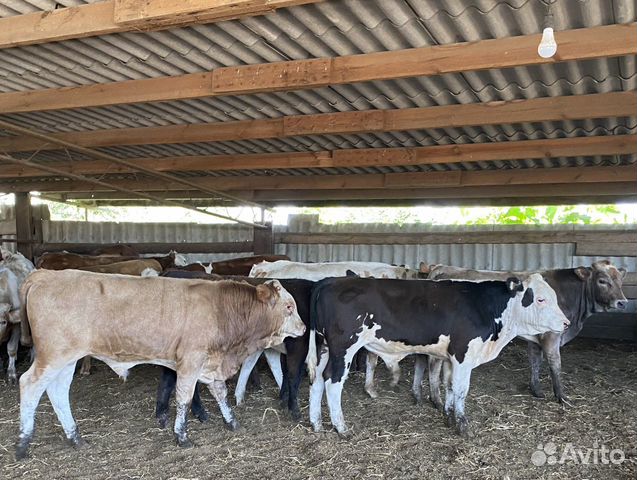 Продаются бычки