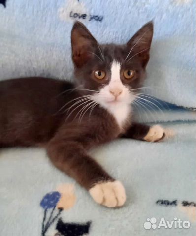 Котенок девочка в добрые руки