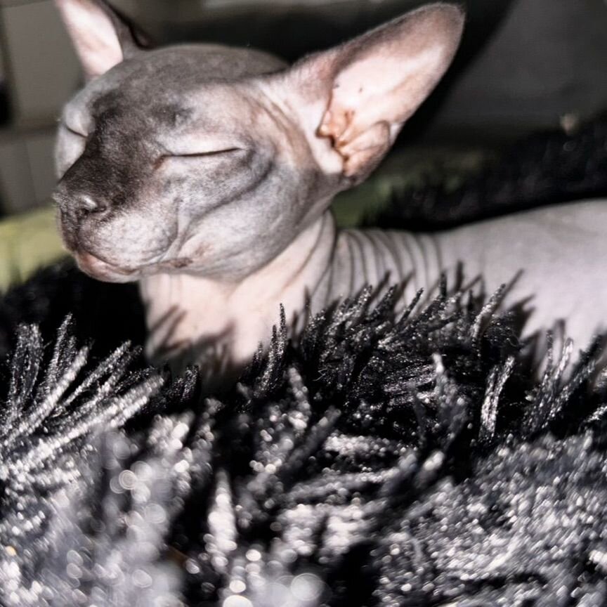 Донской сфинкс Дарт