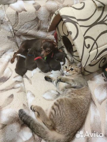 Щенки той-терьера мини собачки