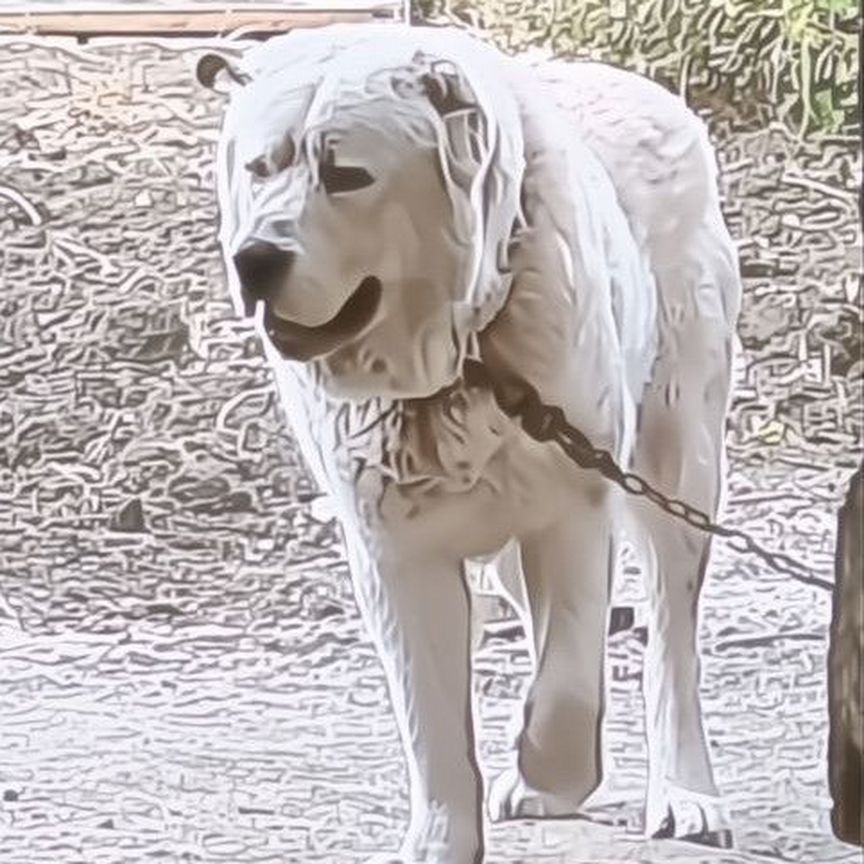 Среднеазиатская овчарка, щенок