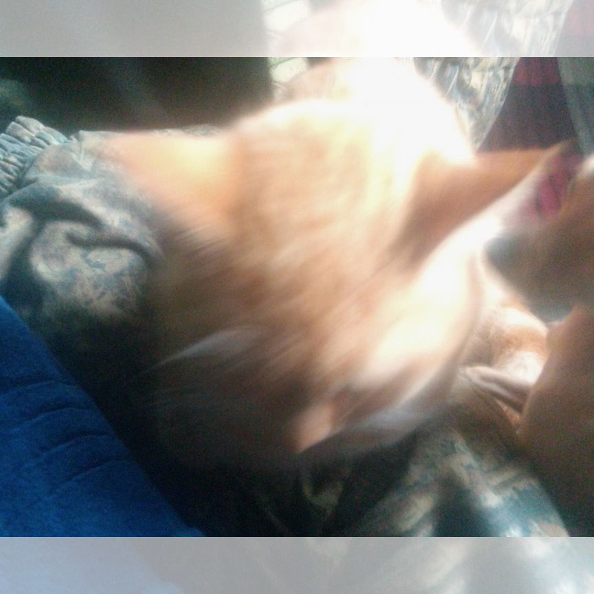 Отдам двух кошек