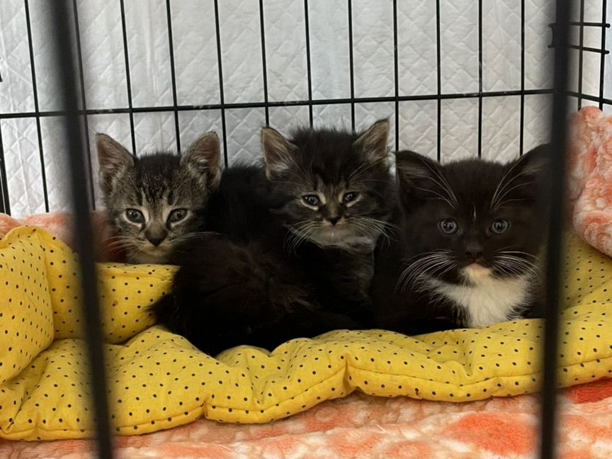 Котята в добрые руки 1 месяц